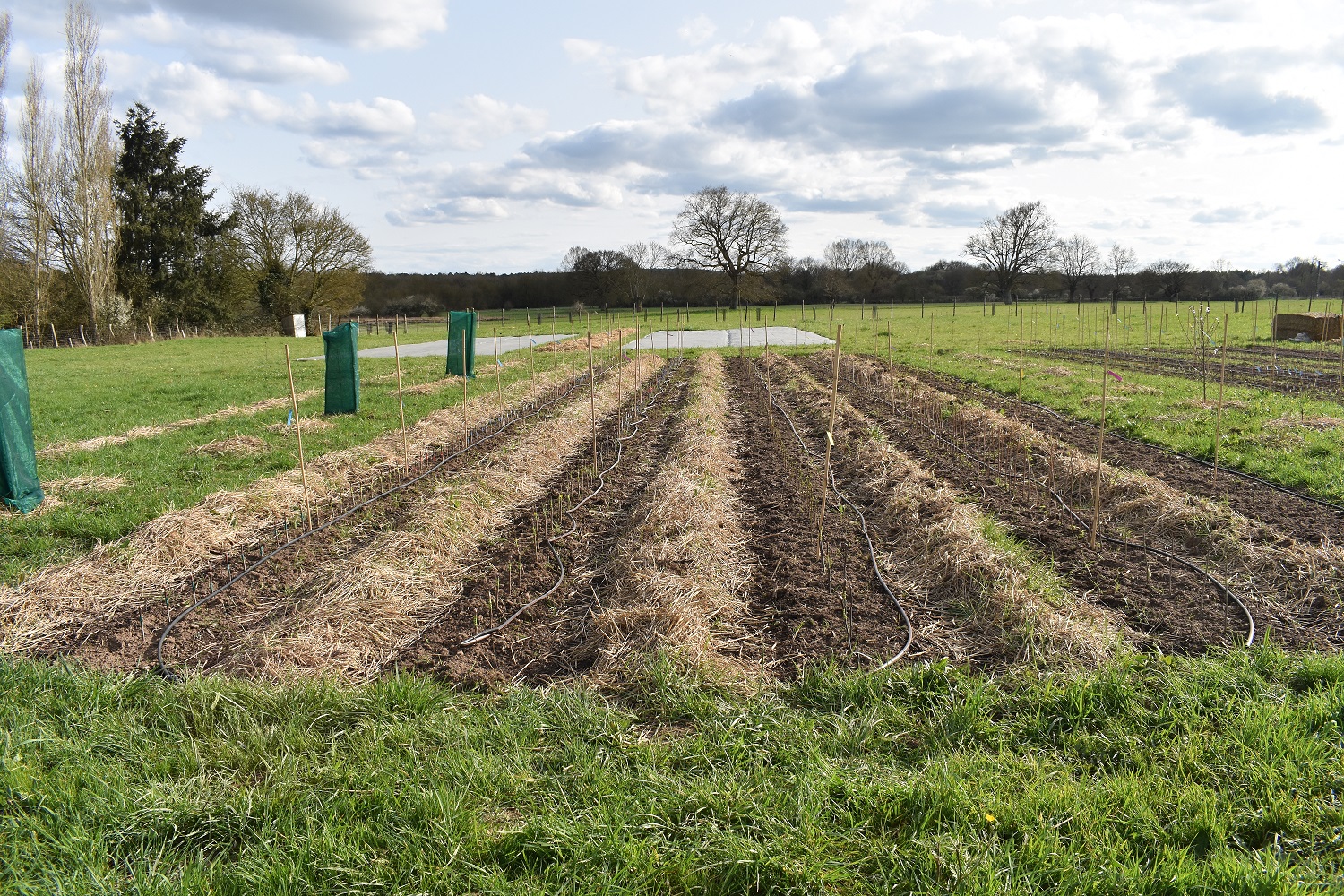 Aux fruitiers généreux - Pépinière située en Sarthe d'arbres et ...